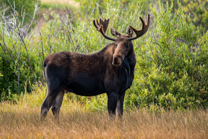Where To Spot A North American Moose | Scenic Safaris